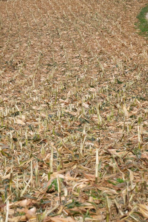 Corn field at autumn stock image. Image of steam, fall - 119973989