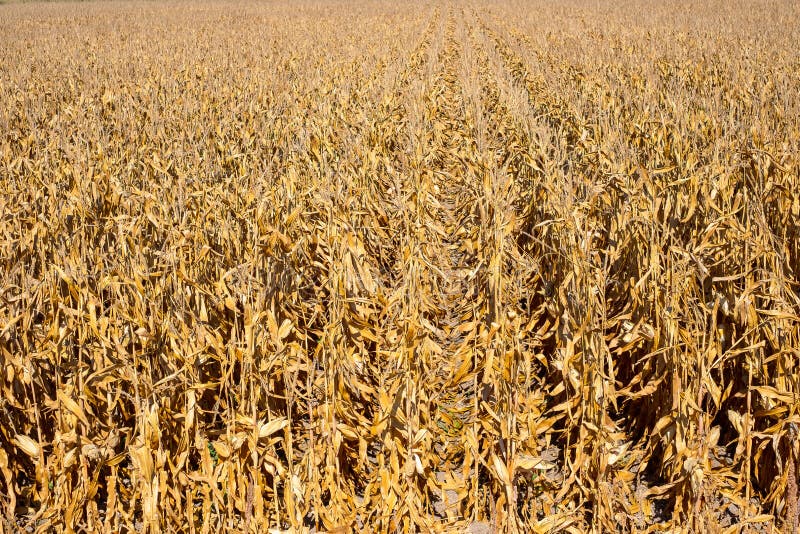 Corn field at autumn stock photo. Image of nature, lifestyle - 162372866