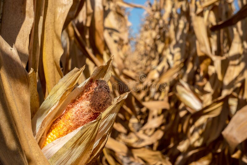 Corn field at autumn stock image. Image of closeup, ripe - 162372929