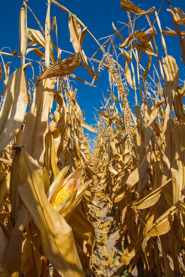 Corn field at autumn stock photo. Image of growth, freshness - 162372996