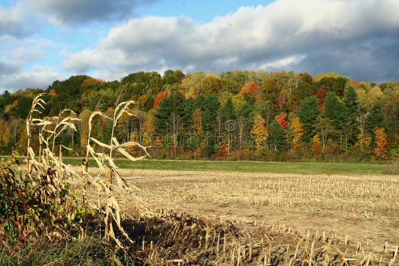 Corn Field in Autumn stock photo. Image of farm, field - 17354812