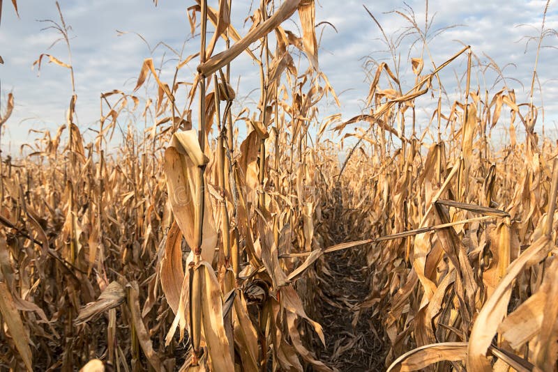 Corn Field Autumn. Agricultural Field with Corn Autumn Stock Photo ...