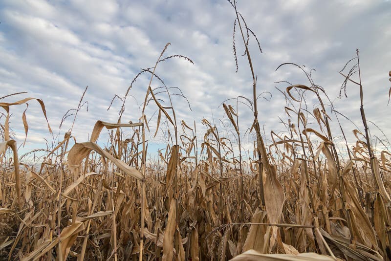 Corn Field Autumn. Agricultural Field with Corn Autumn Stock Image ...