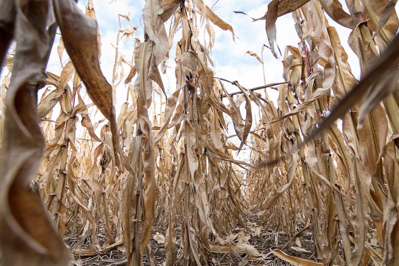 Corn Field Autumn. Agricultural Field with Corn Autumn Stock Image ...