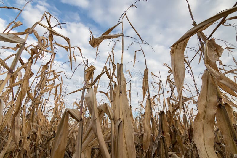Corn Field Autumn. Agricultural Field with Corn Autumn Stock Image ...