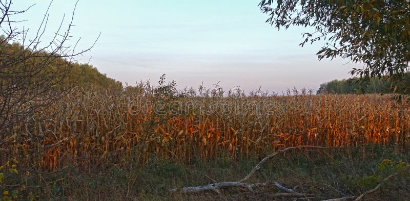 Corn Field in Autumn Evening Stock Photo - Image of field, season ...