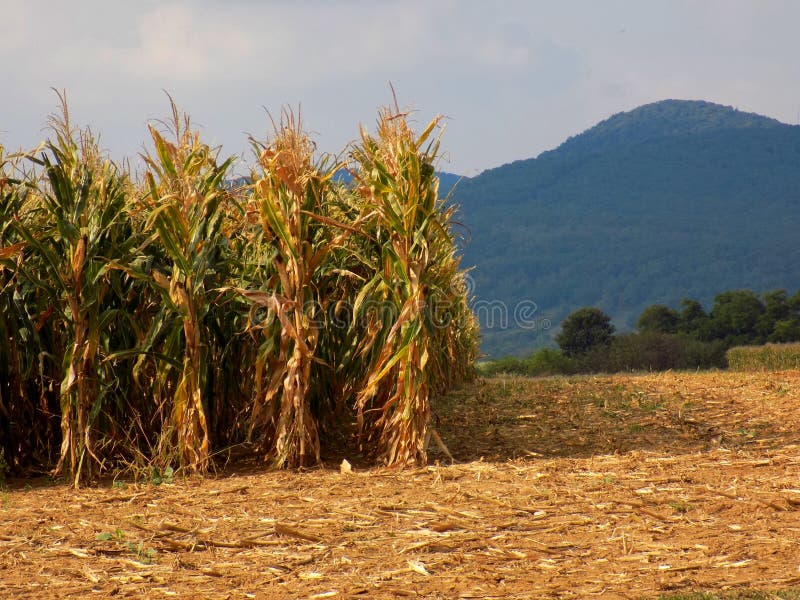 Corn field during autumn stock photo. Image of nature - 78025584