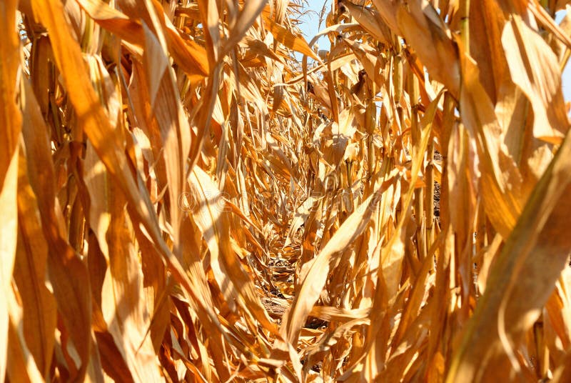 588 Inside Corn Field Stock Photos - Free & Royalty-Free Stock Photos ...