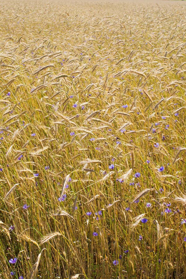 Corn field background stock photo. Image of color, landscaped - 3909692