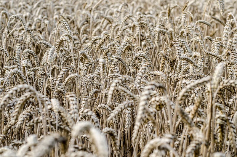 40,812 Corn Gold Background Photos - Free & Royalty-Free Stock Photos ...