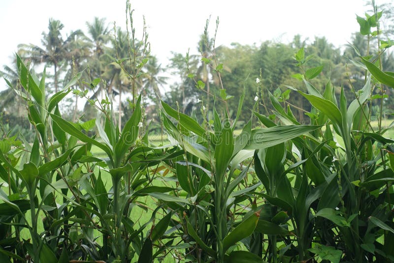 Corn Field in Bali, Indonesia. Stock Image - Image of cloudy ...