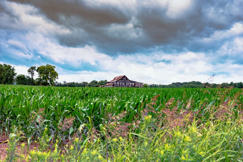 Tennessee Corn Field Stock Photos - Free & Royalty-Free Stock Photos ...