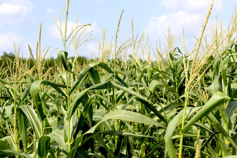 Corn field stock image. Image of millets, light, agriculture - 252649123