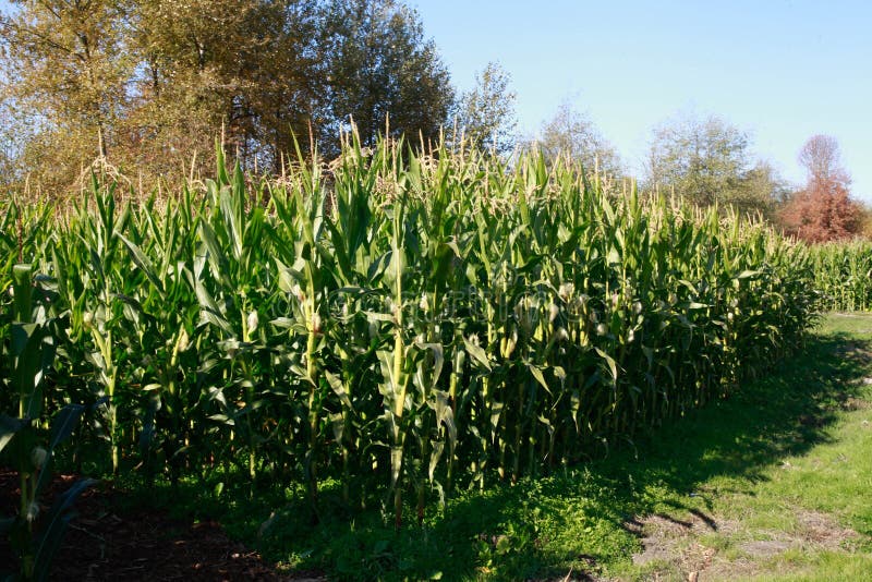 Corn field stock image. Image of buckley, corn, maze - 159399401