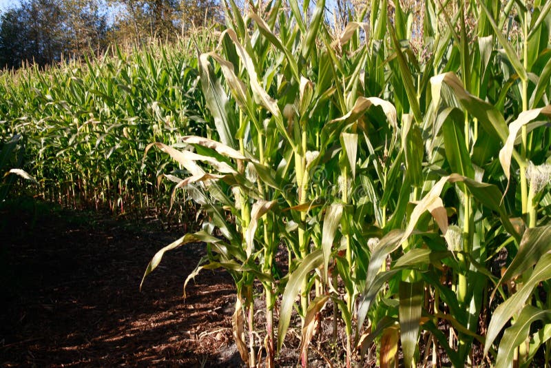 Corn field stock photo. Image of washington, maze, healthy - 159399788