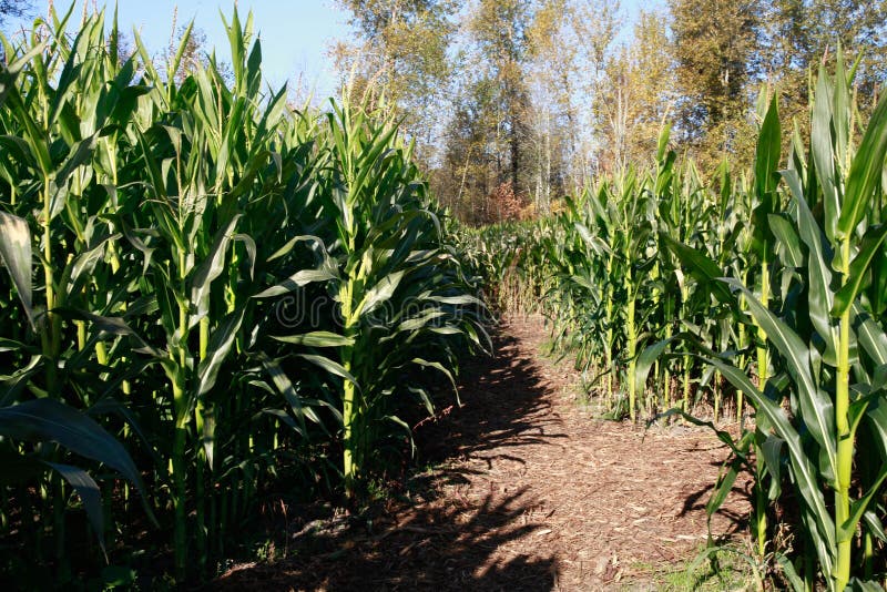 Corn field stock photo. Image of maze, washington, buckley - 159399882