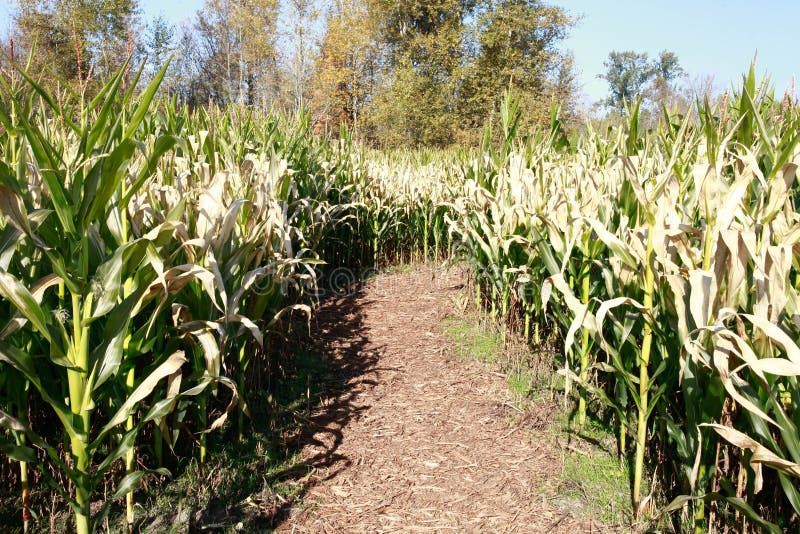 Corn field stock image. Image of maze, beautiful, corn - 159399885