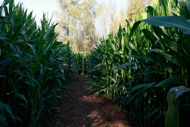 Corn field stock photo. Image of washington, maze, corn - 159400016