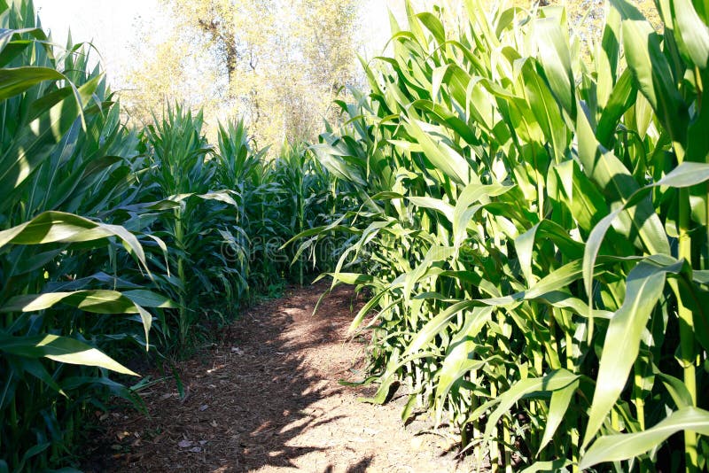 Corn field stock photo. Image of beautiful, washington - 159400060