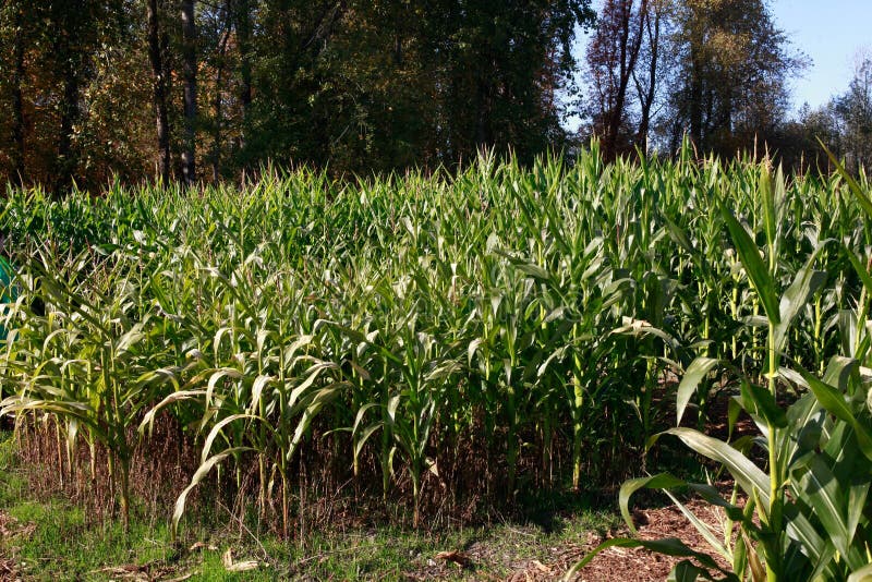 Corn field stock photo. Image of beautiful, field, buckley - 159400170