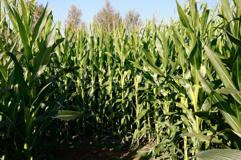 Corn field stock photo. Image of corn, buckley, washington - 159400186