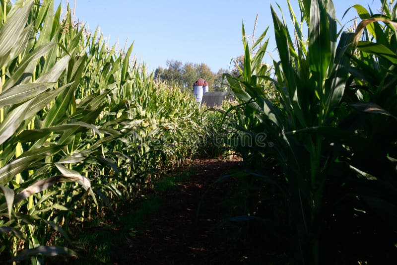 Corn field stock photo. Image of corn, beautiful, buckley - 159400194