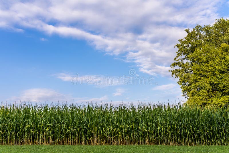 Corn field stock image. Image of cloudy, industry, peaceful - 33126527