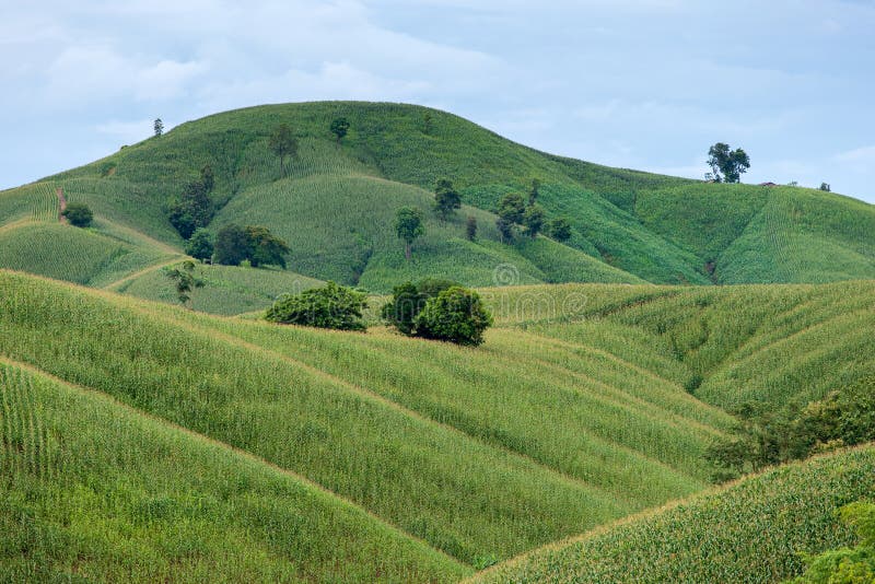 Corn Field on a Beautiful Sunny Day Stock Image - Image of farming ...