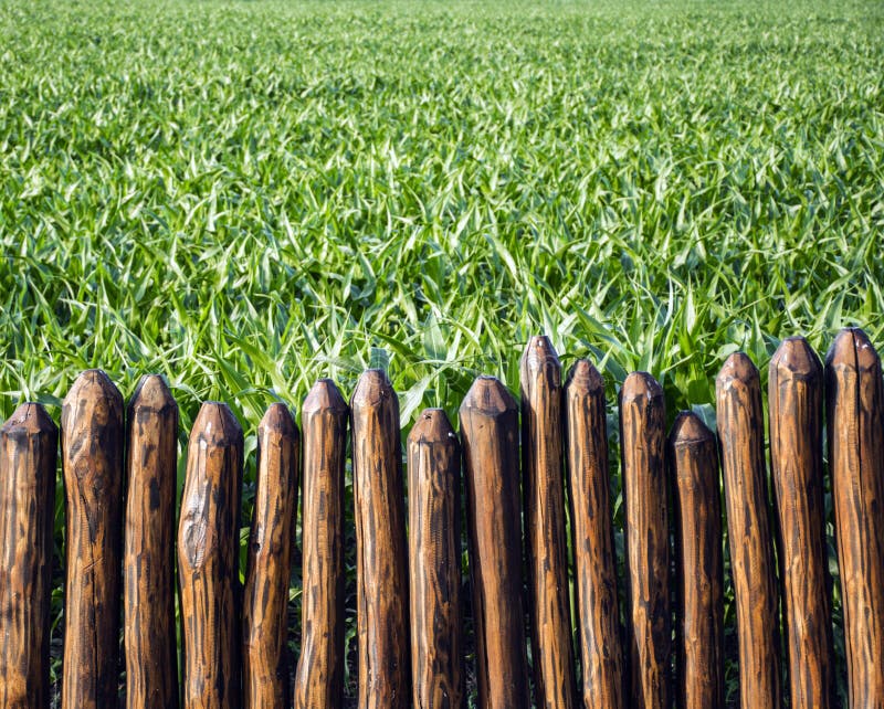 Corn field stock photo. Image of countryside, country - 55560196