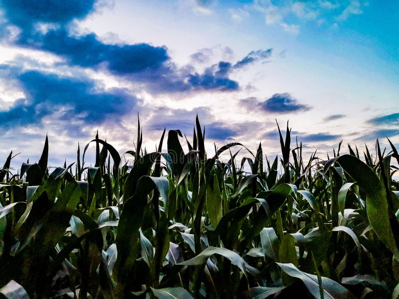 Corn Field with Big Green Plants Stock Photo - Image of field, clouds ...