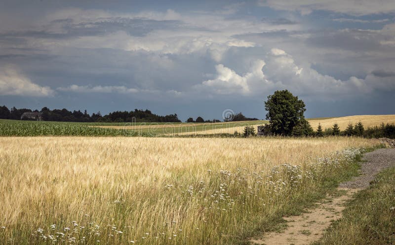 A Corn Field, a Big Tree, and Dark Clouds Stock Photo - Image of sunset ...