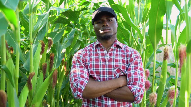 A Farmer Stands in a Soybean Field at Sunset, Holding a Laptop and ...