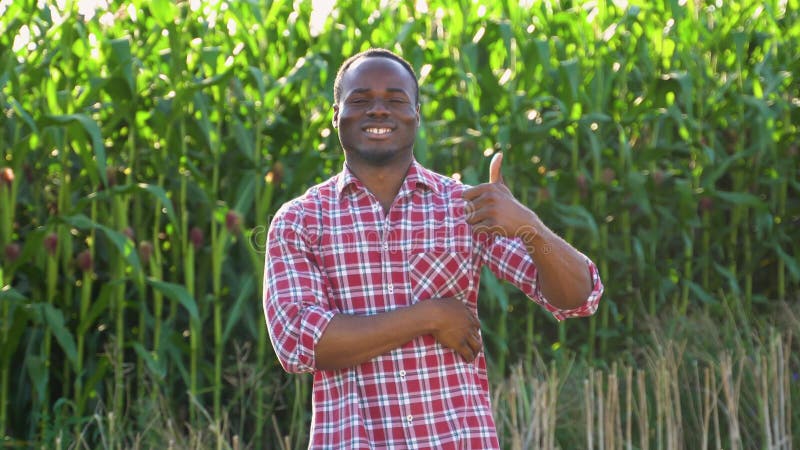 In the Corn Field, Black Man Farmer Stands in a Field of Corn Plants ...