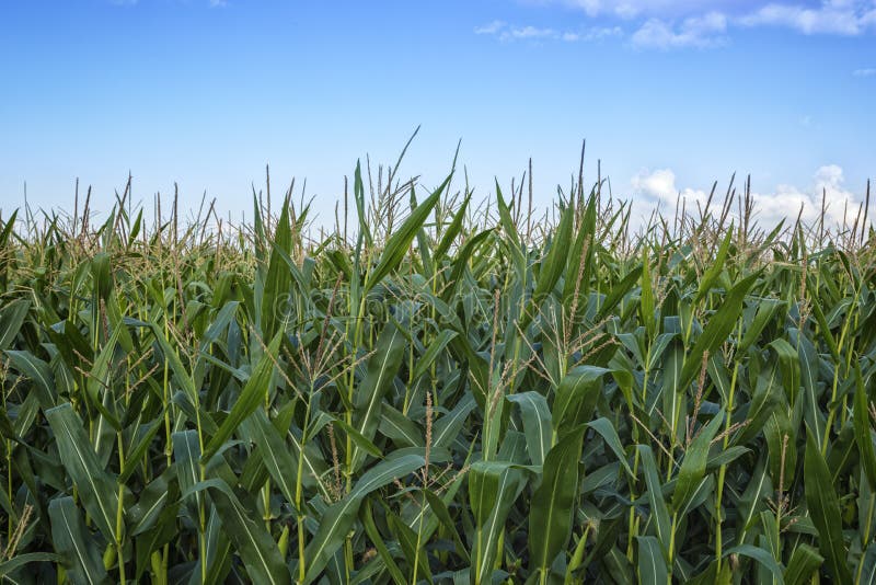 Corn Field in Bloom, Blue Sky Stock Image - Image of blooming, corn ...