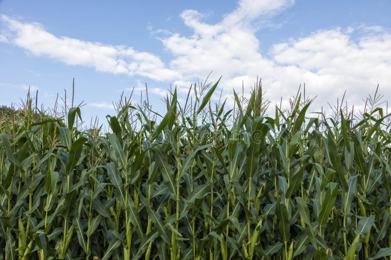 Corn Field in Bloom, Blue Sky Stock Photo - Image of plant, summer ...