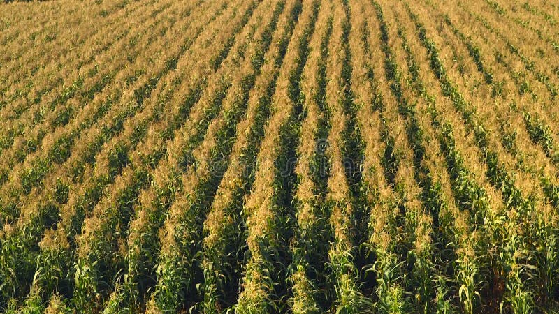 Corn Field Blowing in the Wind - Static Long Shot Stock Footage - Video ...