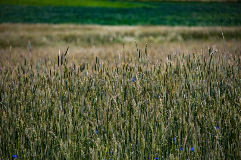 Corn on the Field with Blue Cornflowers on a Summer Day Creating the ...