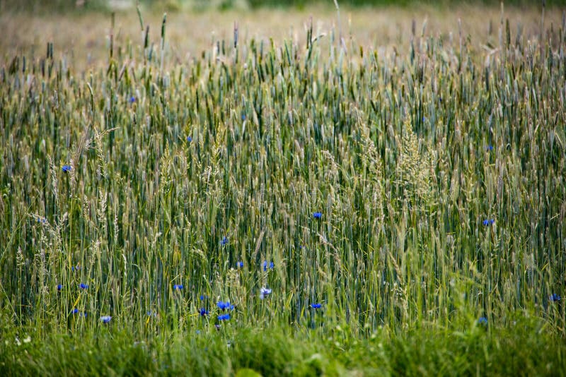 Corn on the Field with Blue Cornflowers on a Summer Day Creating the ...