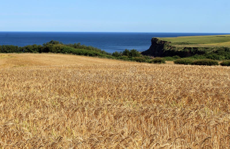Corn field by blue sea stock photo. Image of golden, water - 27365610