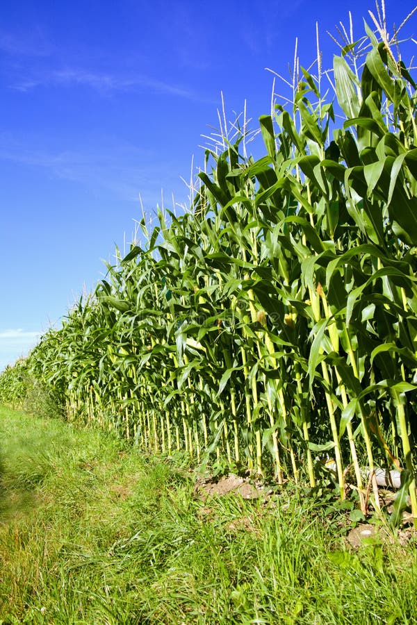 Corn field and blue sky stock photo. Image of organic - 20743840