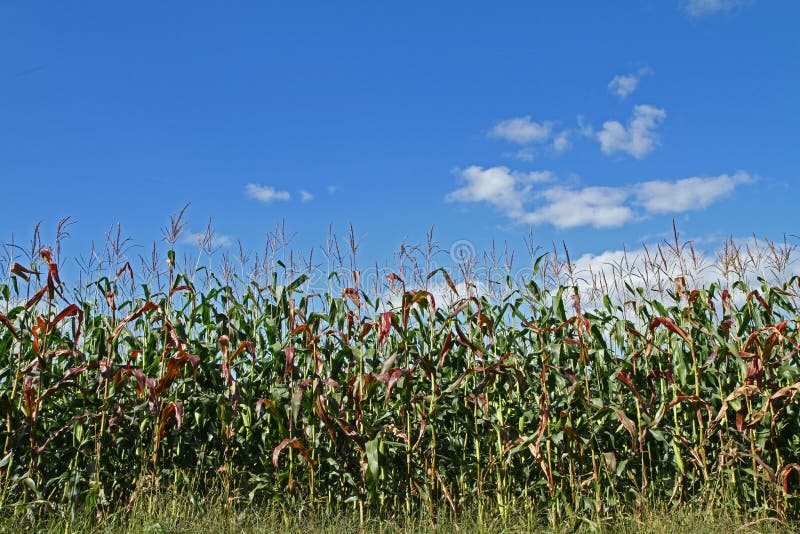 Corn Field with Blue Sky stock image. Image of blue, stalks - 29408949