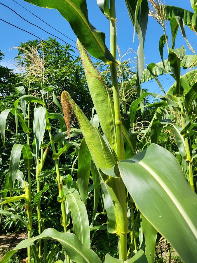 Corn field with blue sky stock image. Image of corn - 314924381