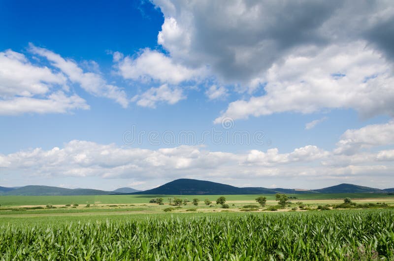 Corn field stock image. Image of land, farm, colorful - 32723379