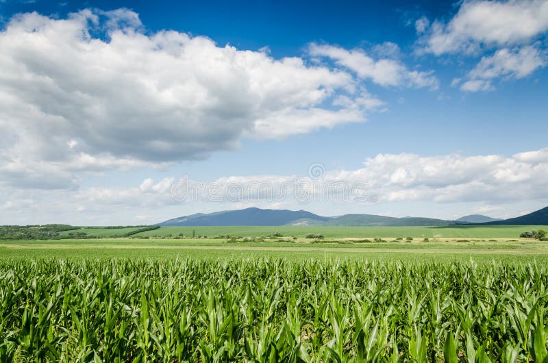 Corn field stock photo. Image of horizon, color, cloud - 32723540
