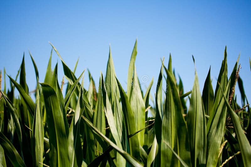 Corn field stock photo. Image of natural, blue, season - 41910786