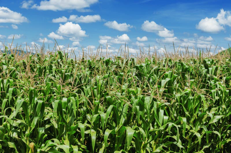 Corn field with blue sky stock photo. Image of grow - 101070660
