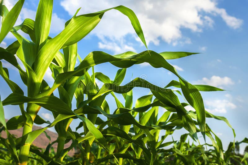 Corn field and blue sky stock image. Image of summer - 137171513