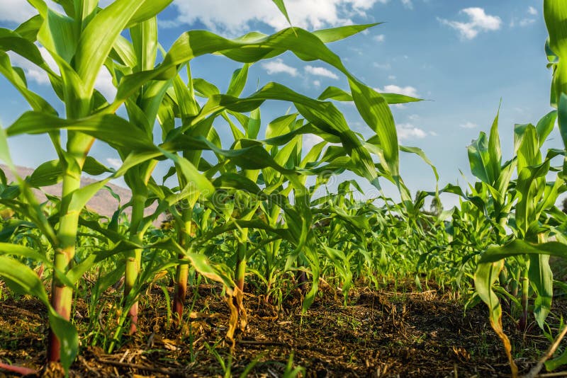 Corn field and blue sky stock photo. Image of nature - 137171564