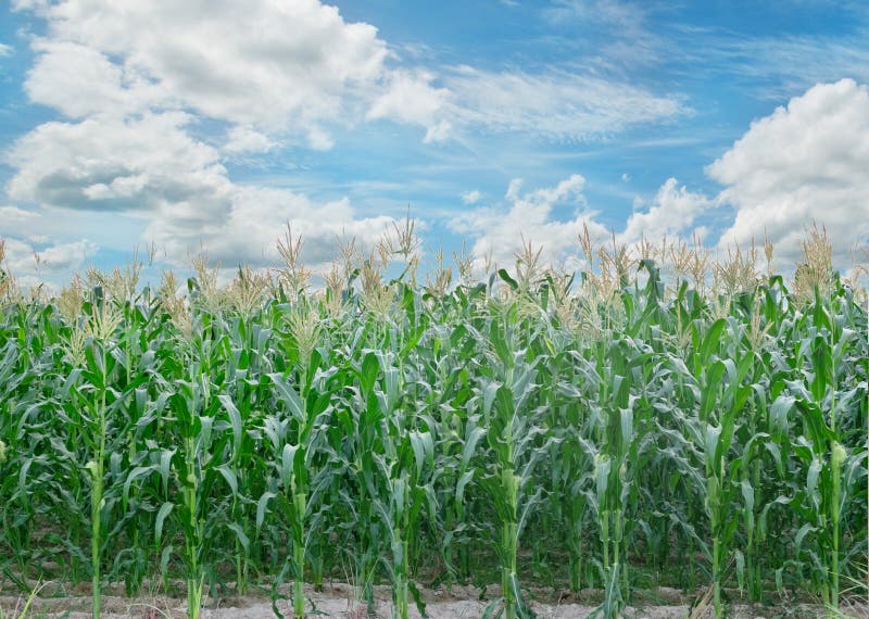 Corn field and blue sky stock photo. Image of maize - 170107748