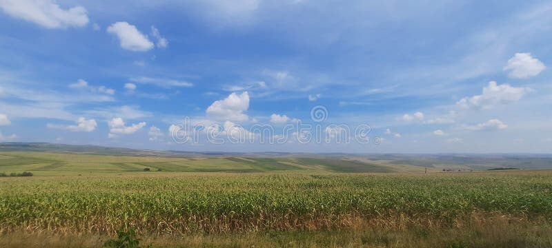 Corn Field an Blue Sky Background Stock Photo - Image of fundal, marsh ...